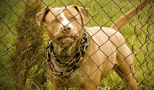 Wild Dogs of Detroit | National Review