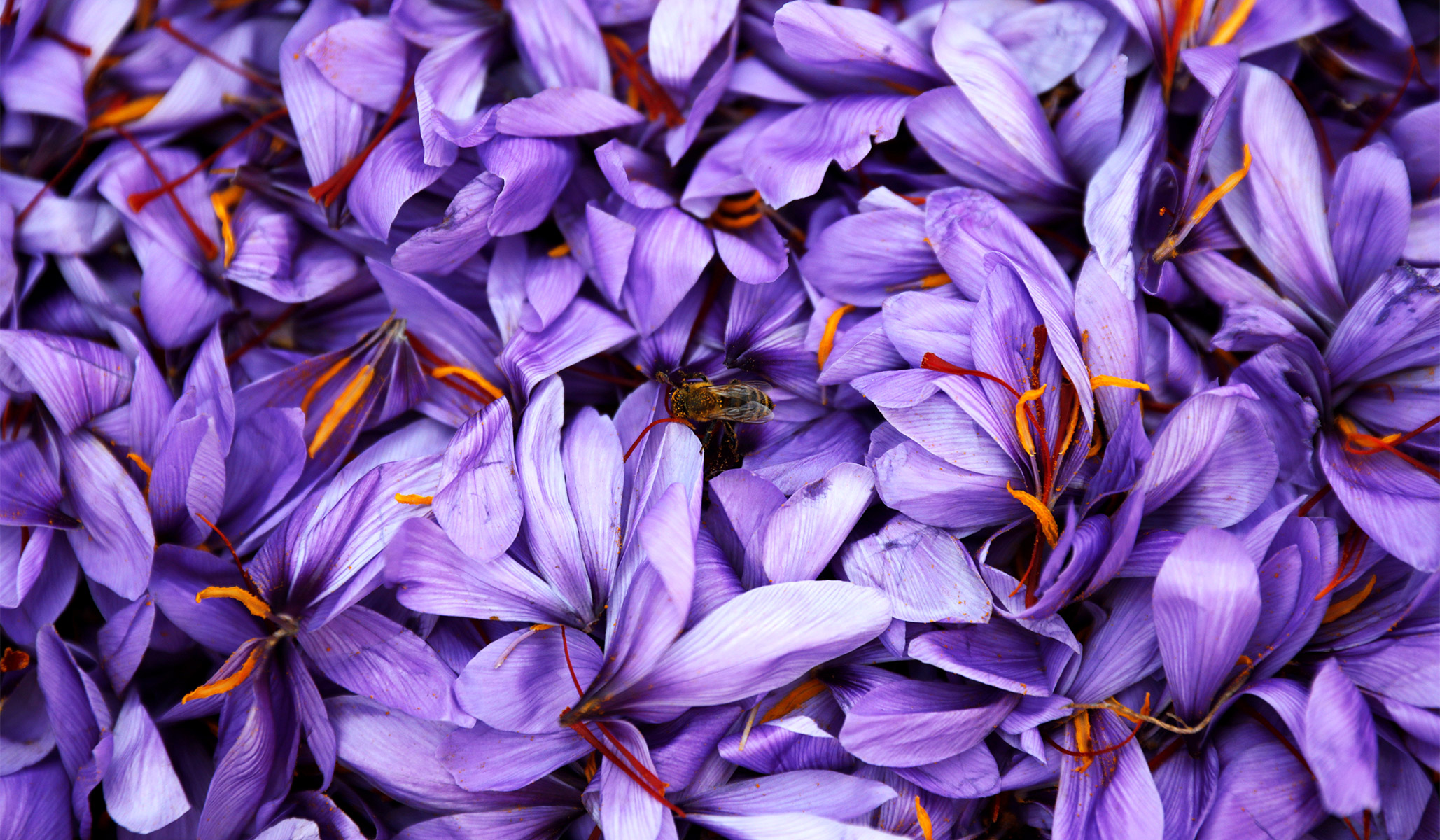 Greek Saffron Harvest | National Review