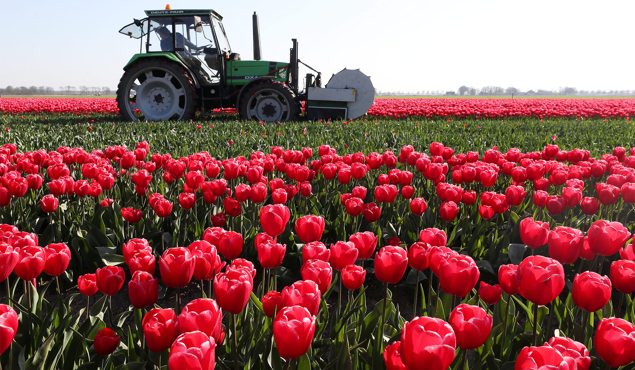 Tulip Fields in the Netherlands | National Review