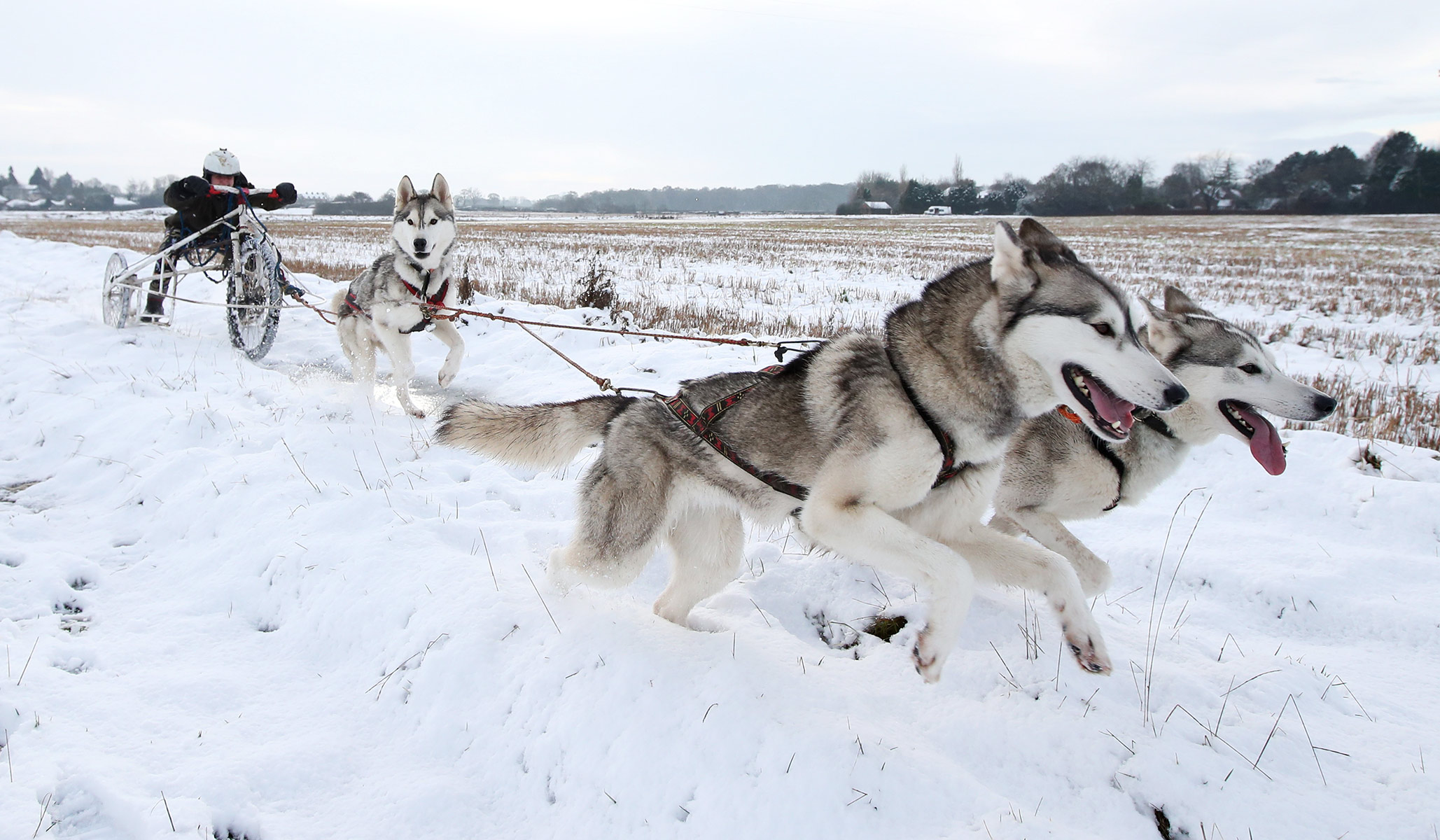 Husky Training | National Review