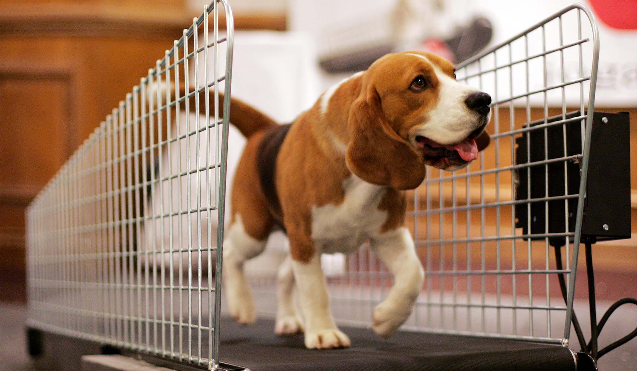 End Medical Experiments on Beagles | National Review
