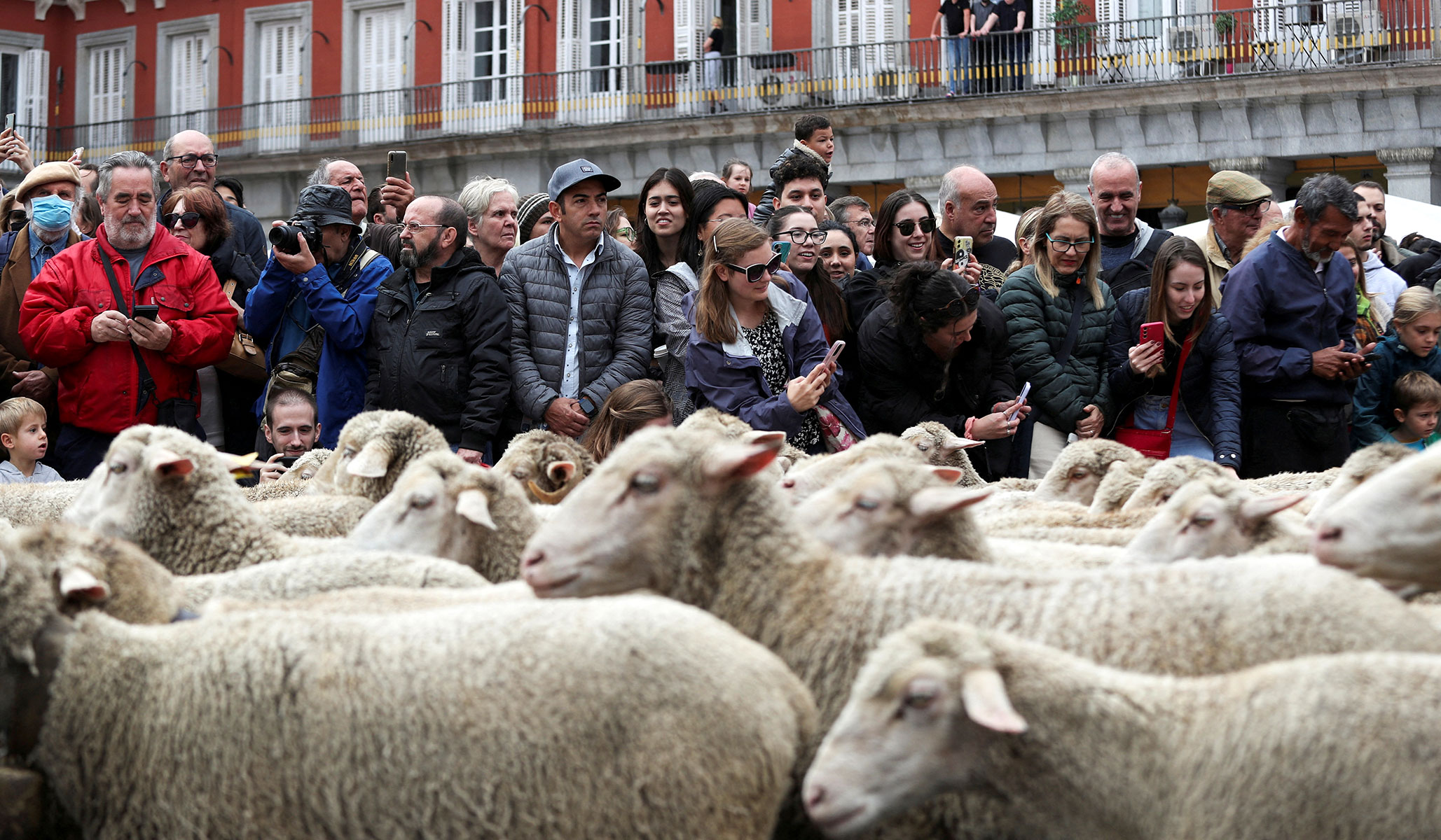 Madrid Sheep Parade 2022 | National Review