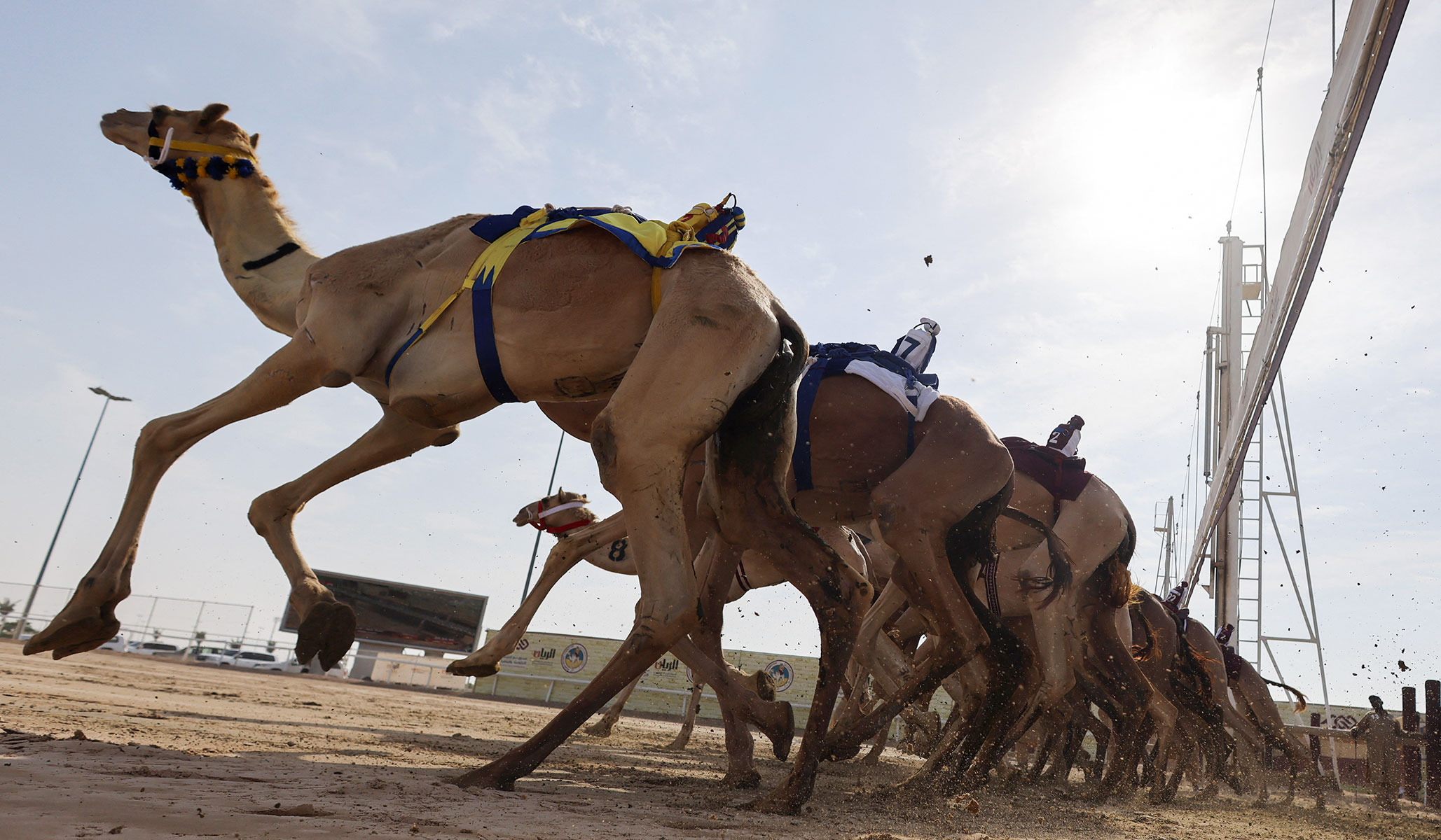 Qatar Camel Races | National Review